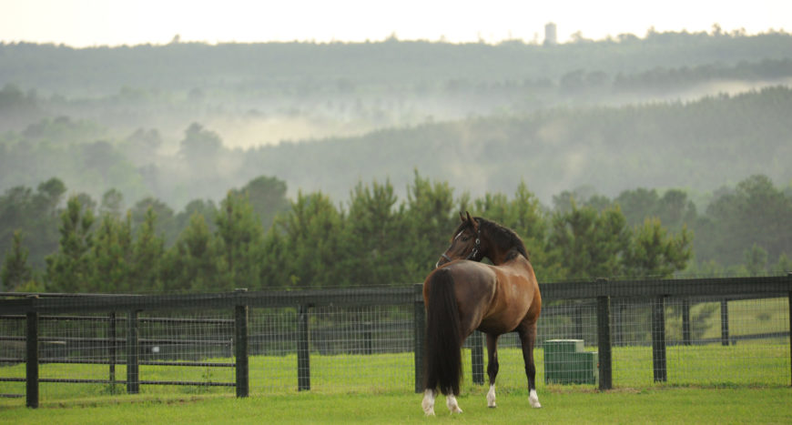 Stable View - A top-notch equestrian training facility
